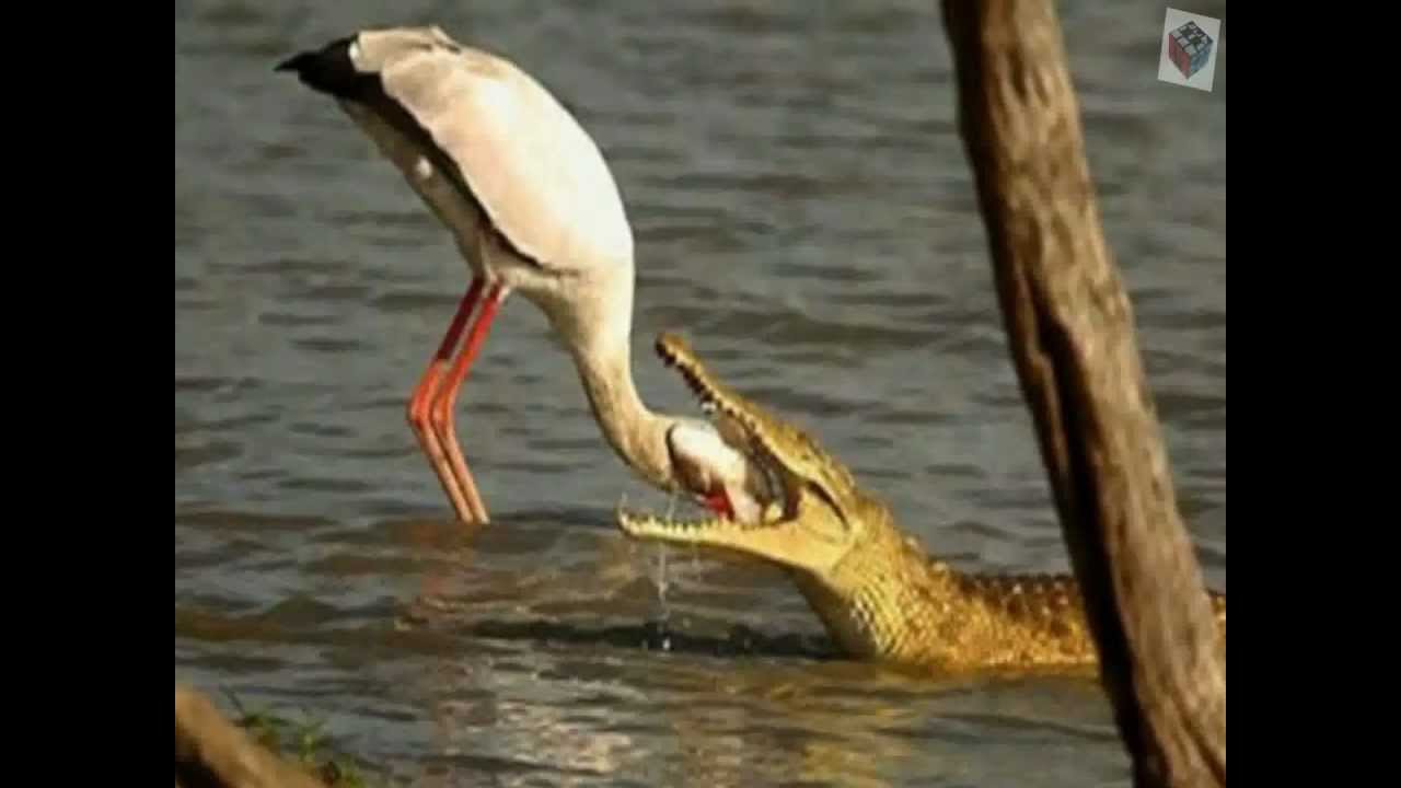 Epic Animal Photos