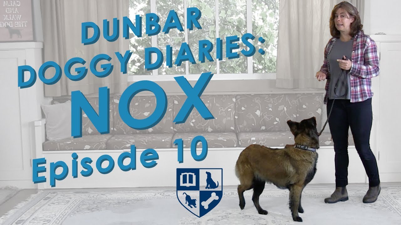 Dunbar Dog Diaries #10 - Position Training Part 2 - YouTube