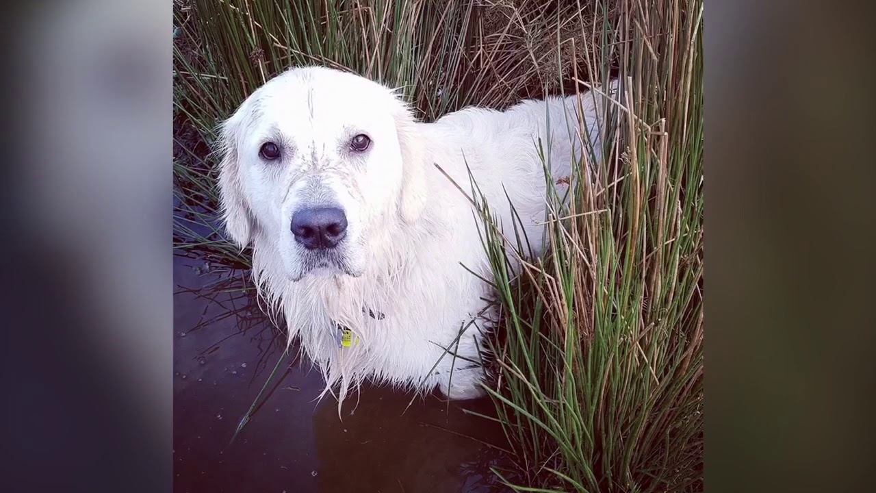 Swamp Dog Toby - YouTube