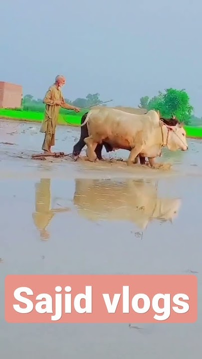 Old Village Lifestyle|Daily Vlogs|Sajid Vlogs - YouTube