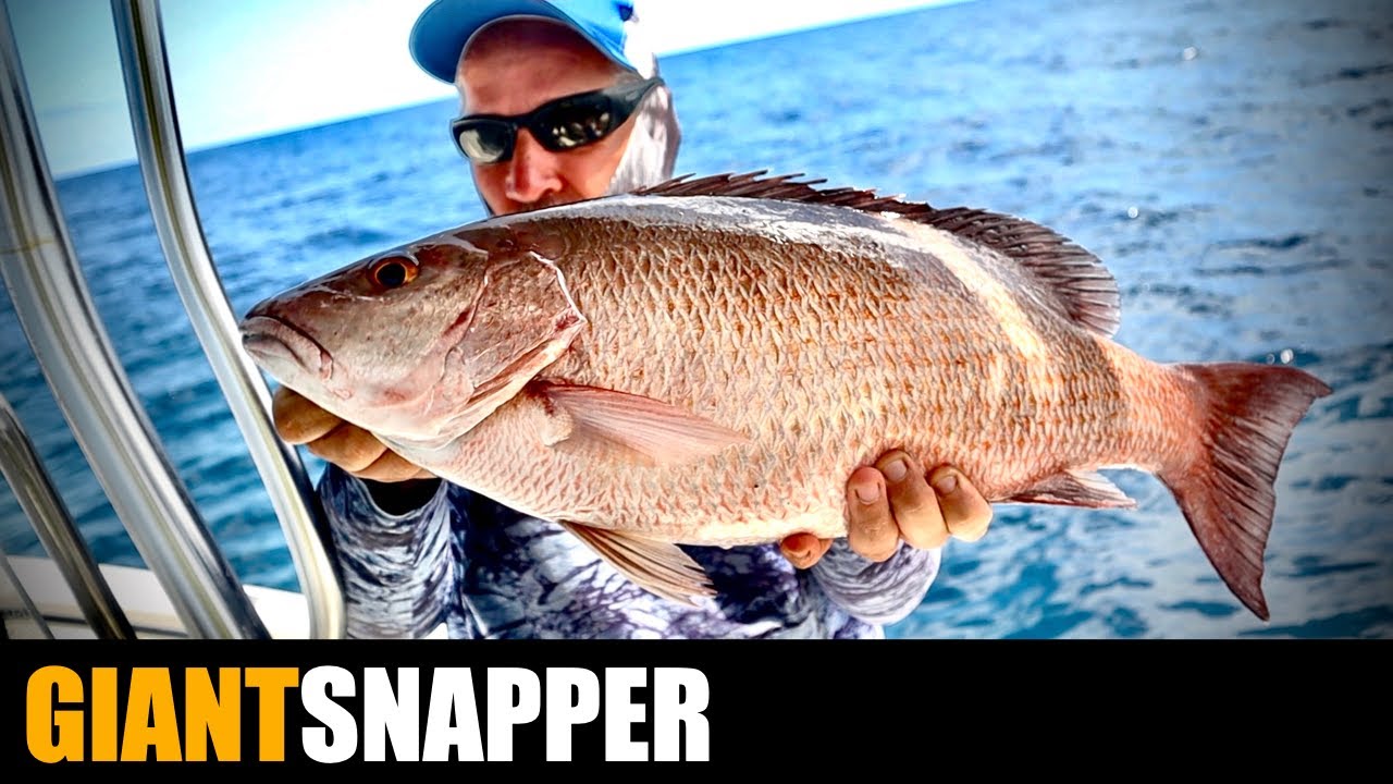 GIANT MANGROVE SNAPPER - YouTube