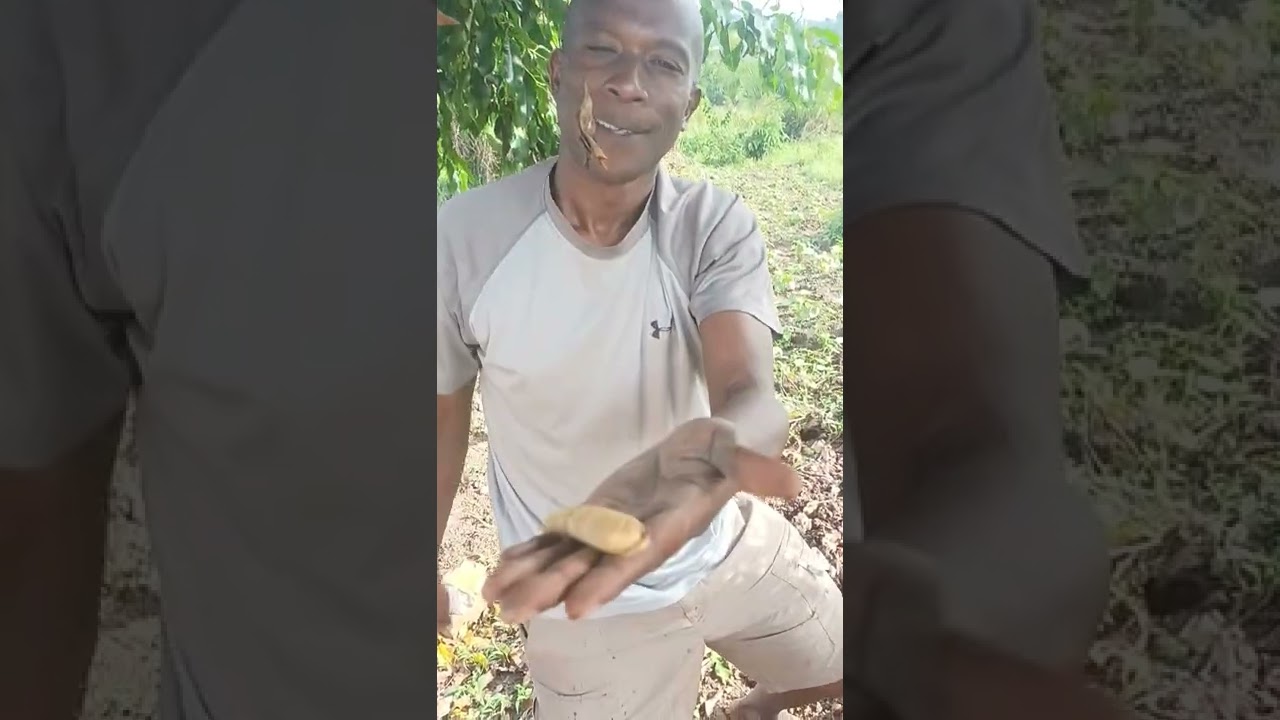 HUNTING TWO QUEEN Termites ROASTED-NATURAL DELICACY - YouTube