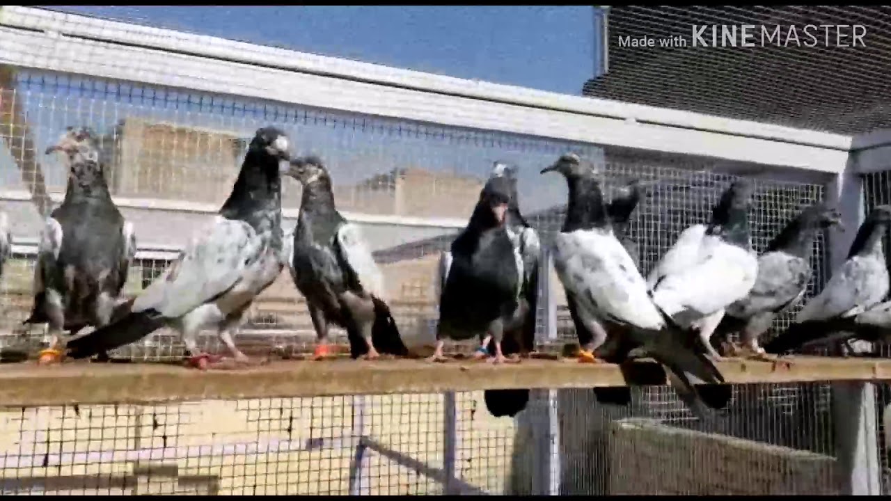 Teddy baby pigeon - YouTube