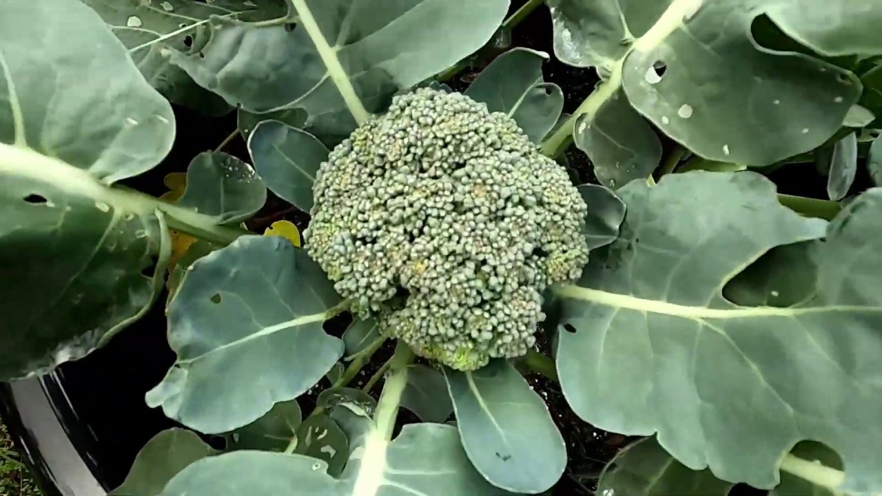 How and When to Harvest Broccoli - YouTube