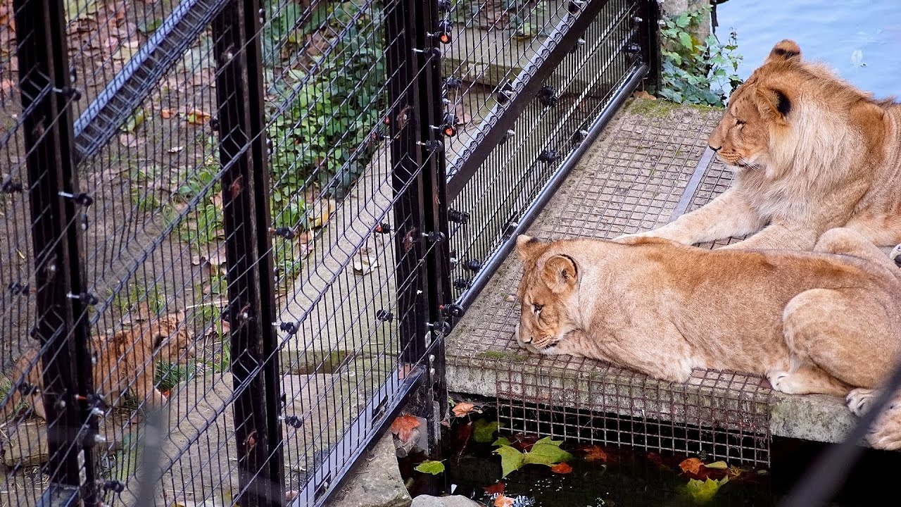Kleine leeuwenwelpjes komen weer buiten! | Small lion cubs come out ...