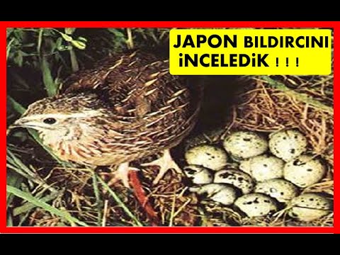 Japon Bıldırcınını Tanıttık