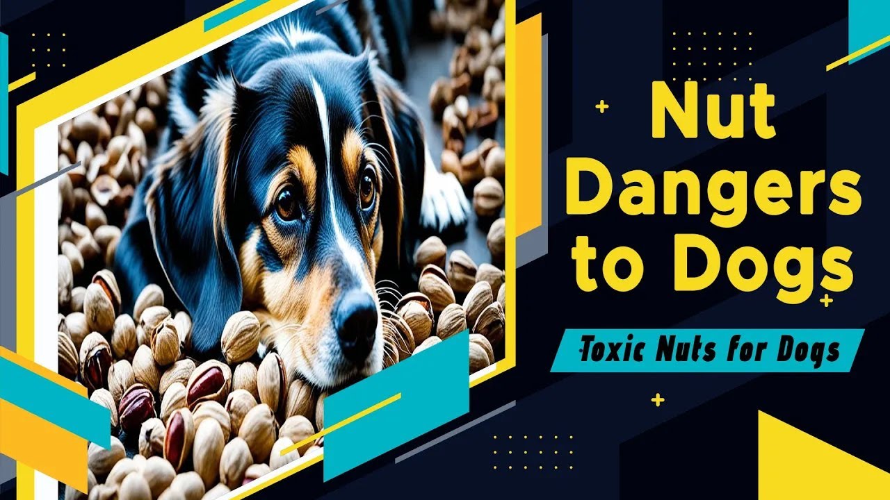 Nut Dangers to Dogs toxic nuts for dogs dog health and nuts Diarrhea in ...