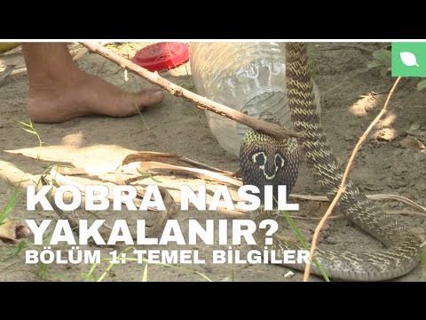 Kobra Nasıl Yakalanır? Bölüm 1: Temel Bilgiler