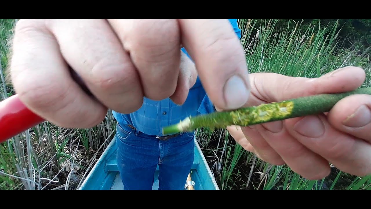 Harvesting Cattail Flowerheads For Eating - YouTube
