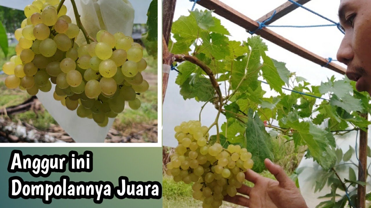 update anggur veles dompolan besar rasa manis (veration) - YouTube