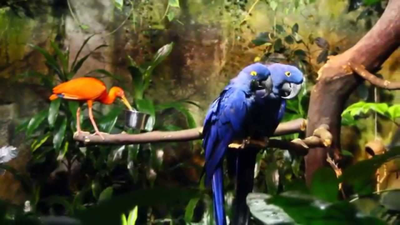 Purple Parrots and a Orange Bird - Vancouver Aquarium - YouTube