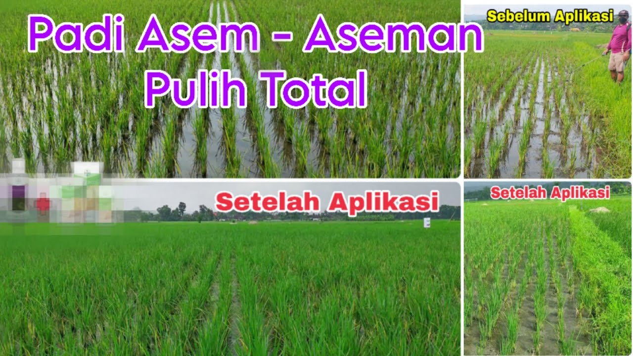 Mengatasi Padi Asem - Aseman‼️Pulih Total, Lengkap Video Sebelum dan ...