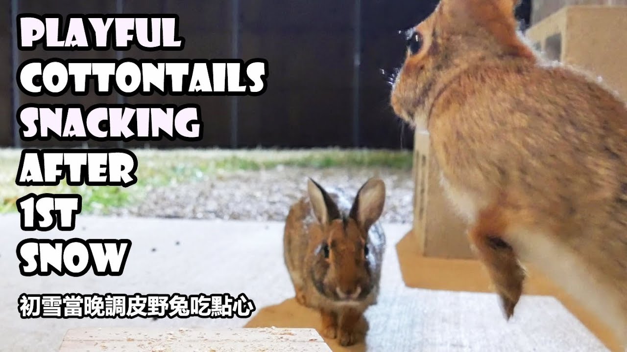 Playful wild bunnies eating night snacks after the first snow (very ...