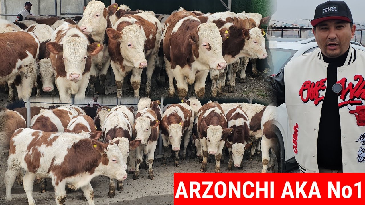 ARZONCHI AKA 100 BOSH SIMENTAL BUQALARI SOTILADI. ☎️983634999☎ ...