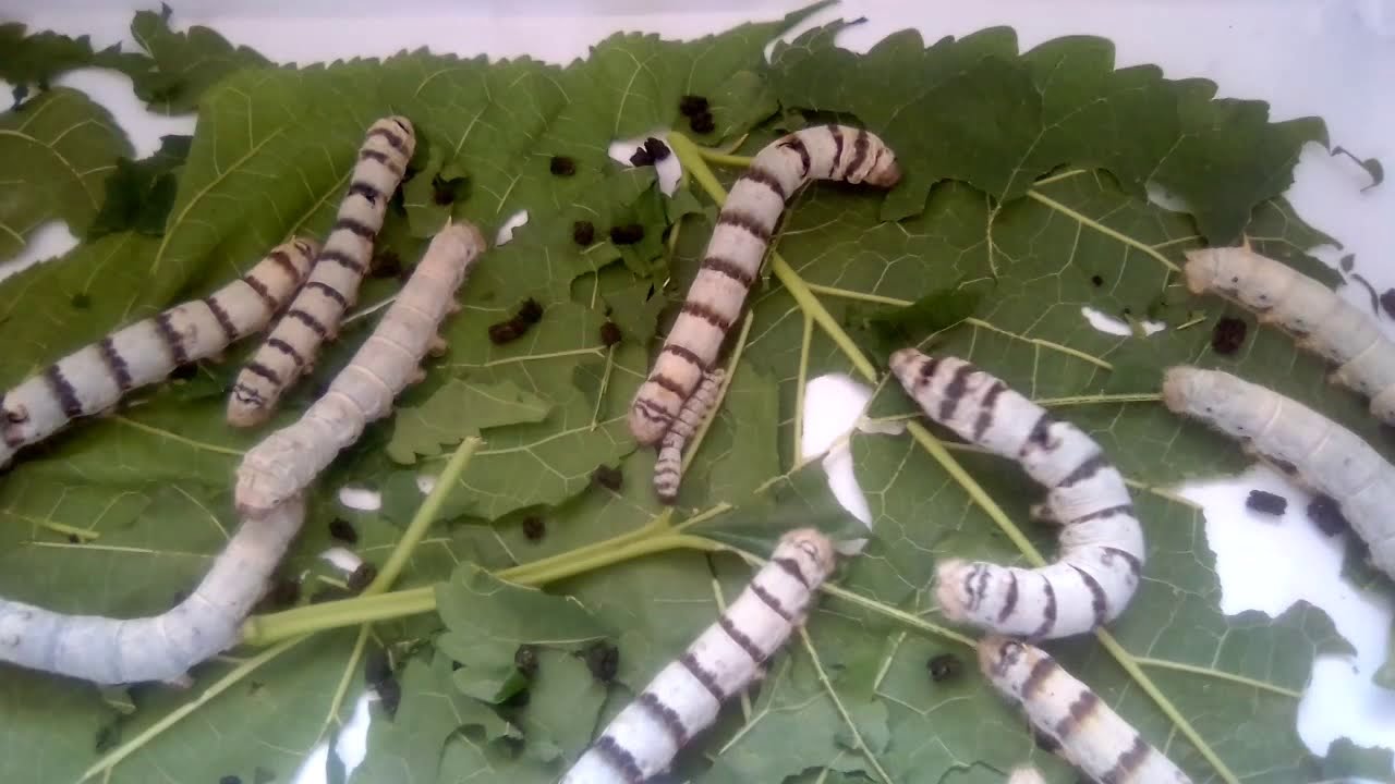 13 Silkworms - YouTube