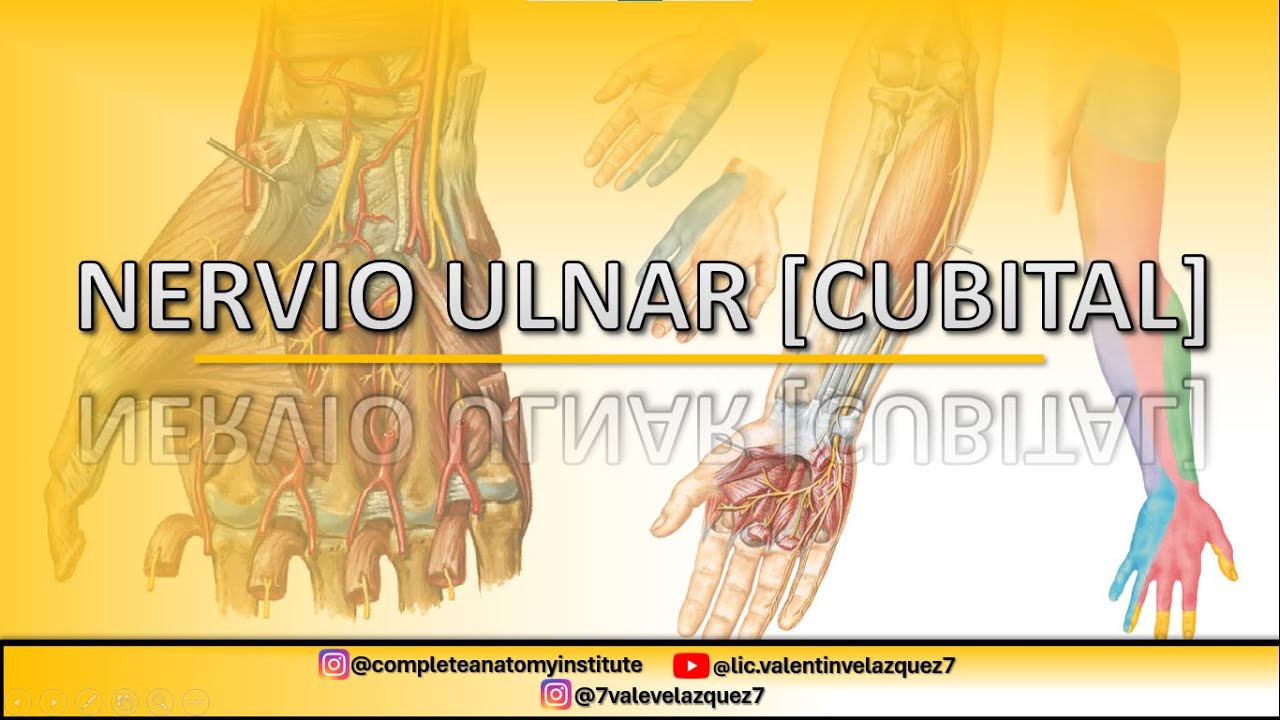 LOCOMOTOR | NERVIO ULNAR [CUBITAL] (Anastomosis de Cannieu-Riche, de ...