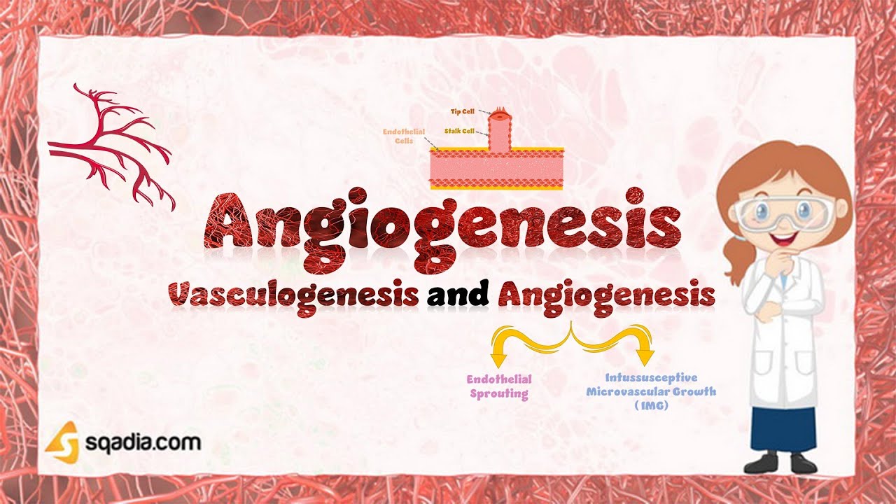 Vasculogenesis and Angiogenesis | Angiogenesis - YouTube
