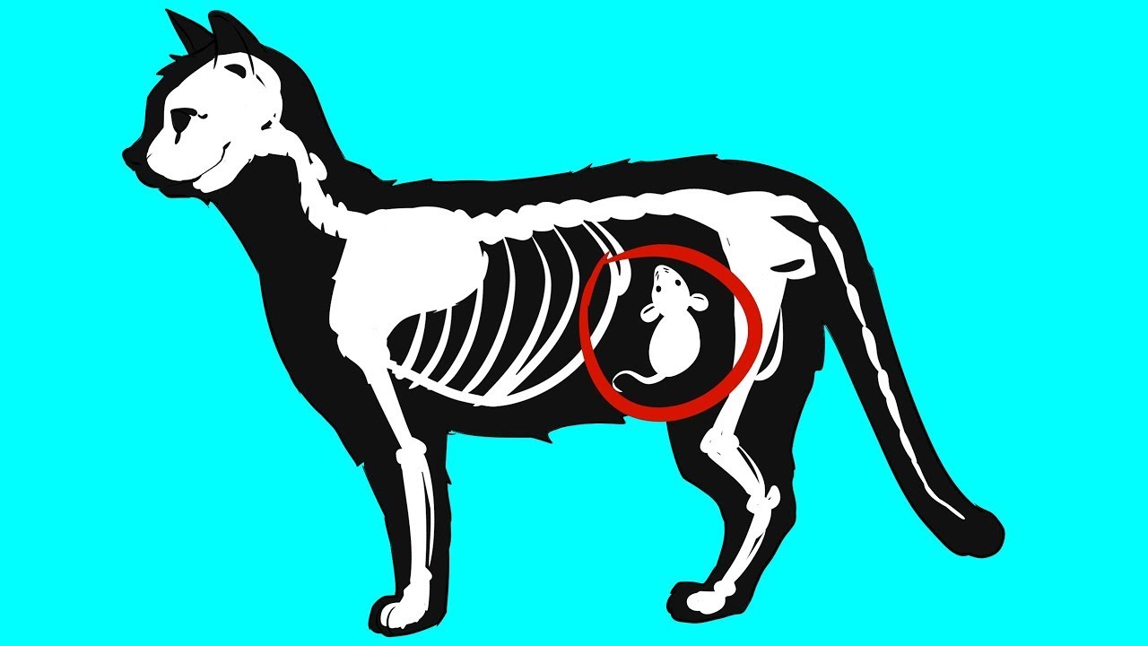 15 Hechos Sorprendentes Sobre Los Gatos Machos Que No Conocías - YouTube