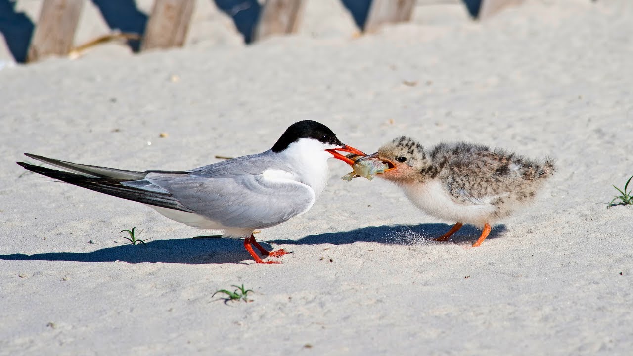 Tern Birds Unique Courtship Display and Breeding Behavior - YouTube
