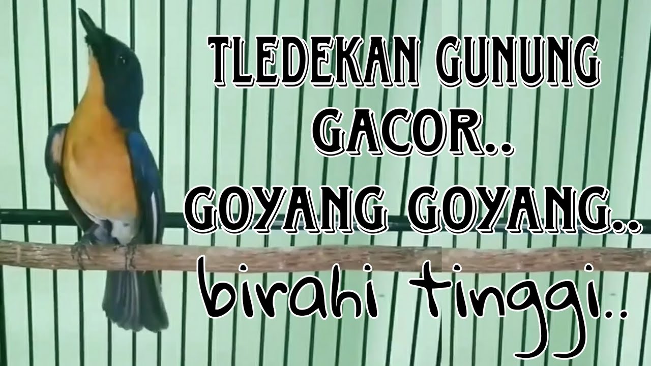 tledekan gunung birahi tinggi pengen encus - YouTube