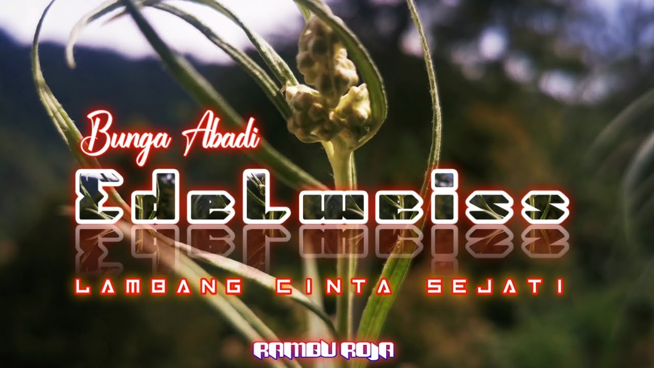 Edelweiss || Bunga Abadi || Lambang Cinta Sejati - YouTube