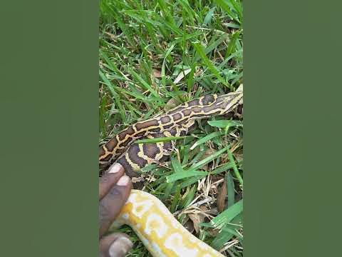 Kpreptiles Burmese python handling tips and tricks.‼️💯🐍 - YouTube