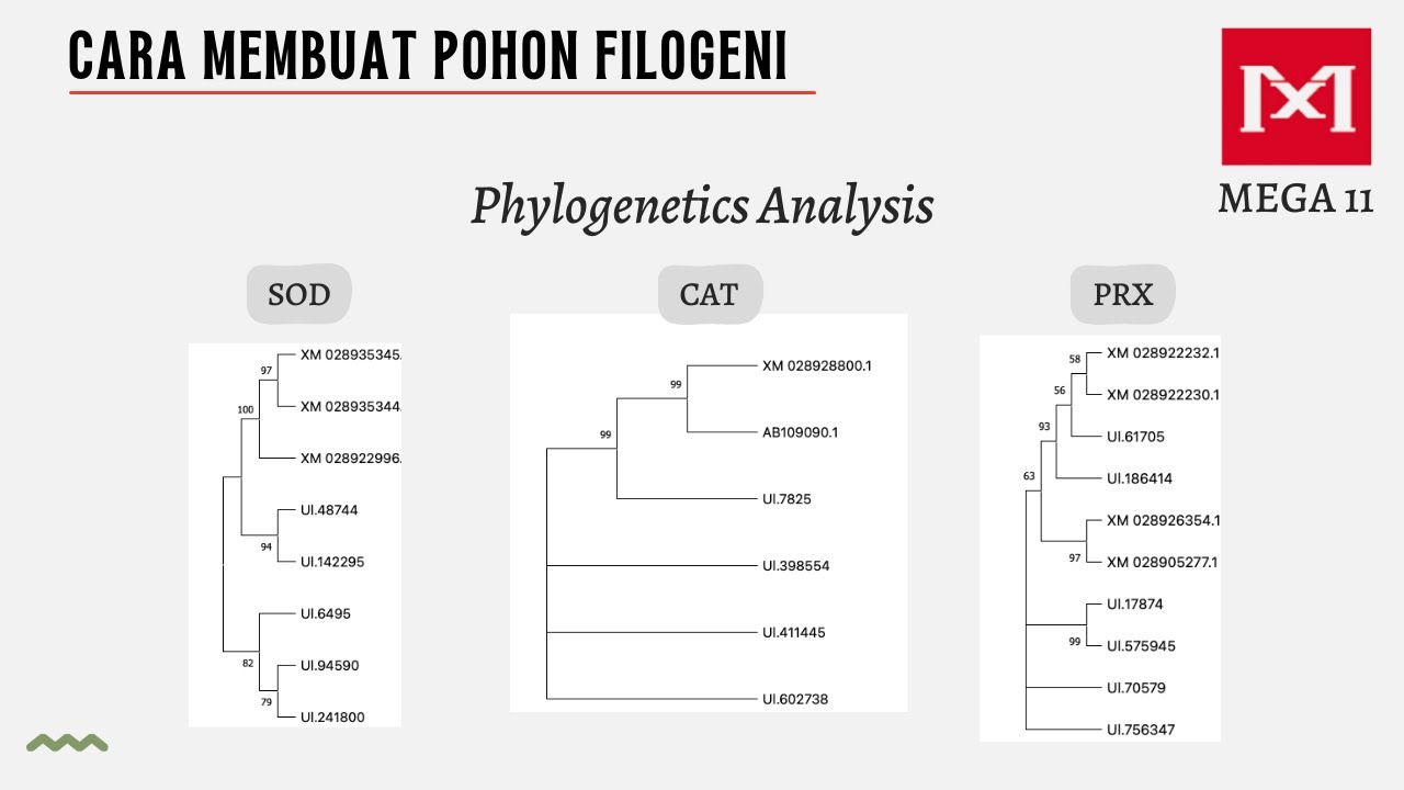 TUTORIAL MEGA11 CARA MEMBUAT POHON FILOGENI || PHYLOGENETICS - YouTube