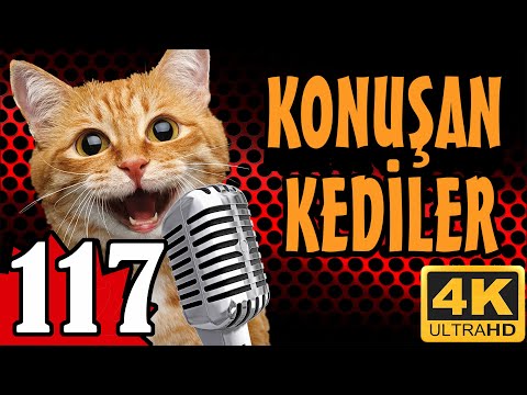 Konuşan Kediler 117 - En Komik Kedi Videoları - 4K