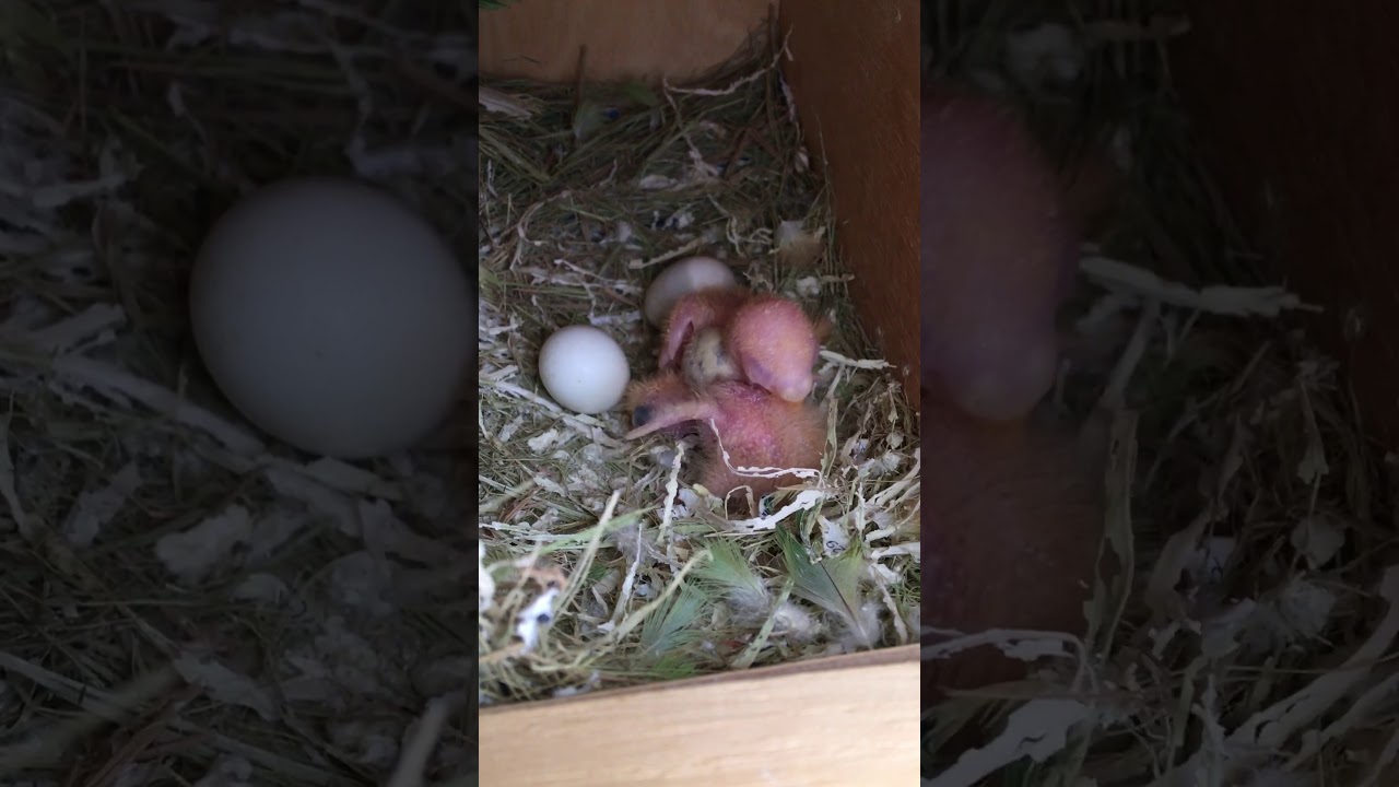 Birds without feather amazing - YouTube