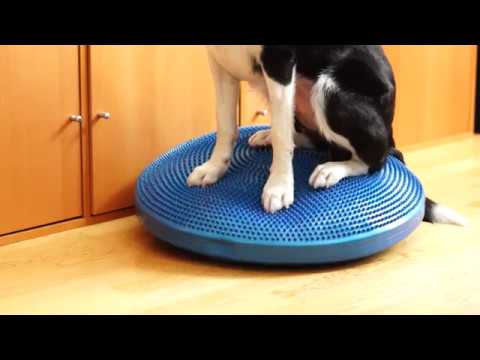 FiTPAWS DOG BALANCE DISC | @jennycarlsso - YouTube