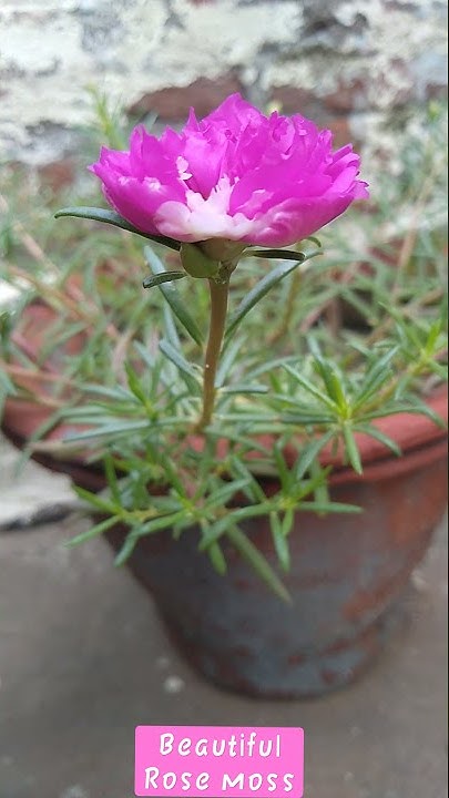 Ross Moss || portulaca plant || bijovanti || dopahar khadi || 9 o'clock plant - YouTube