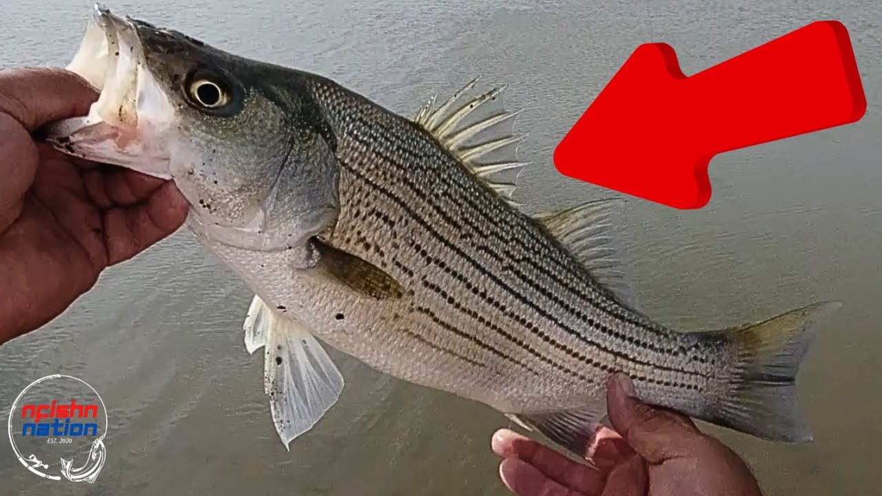 Fishing For Angry Nebraska Wipers aka Hybrid Striped Bass With Walmart ...