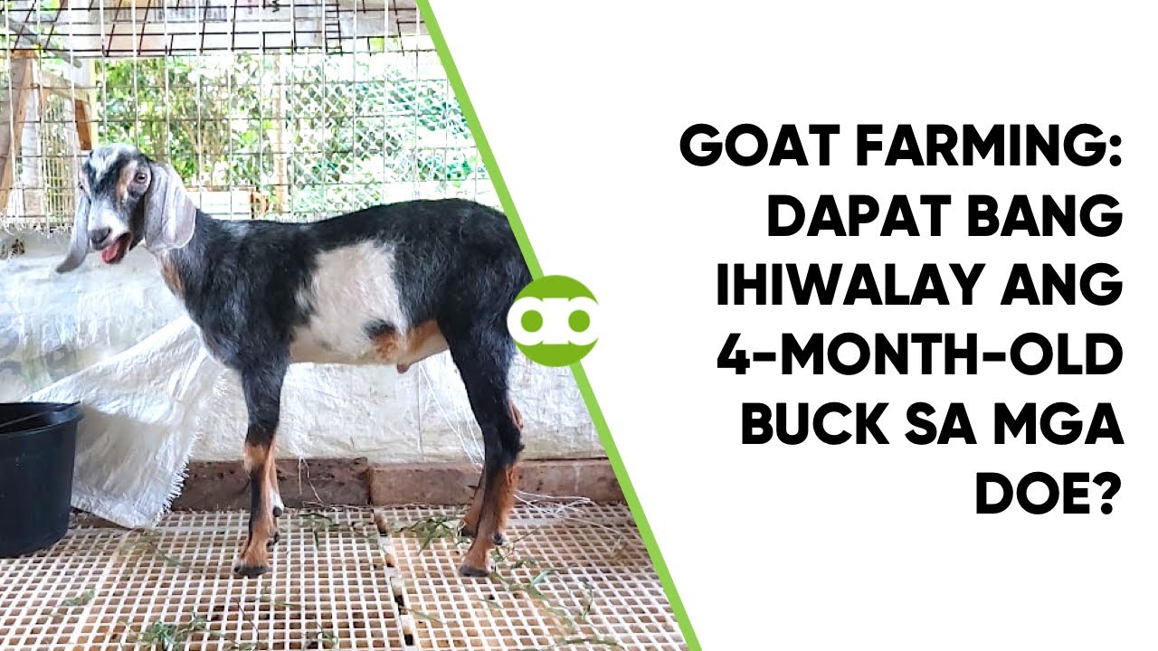 Goat Farming: Dapat Bang Ihiwalay ang 4-Month-Old Buck sa mga Doe ...