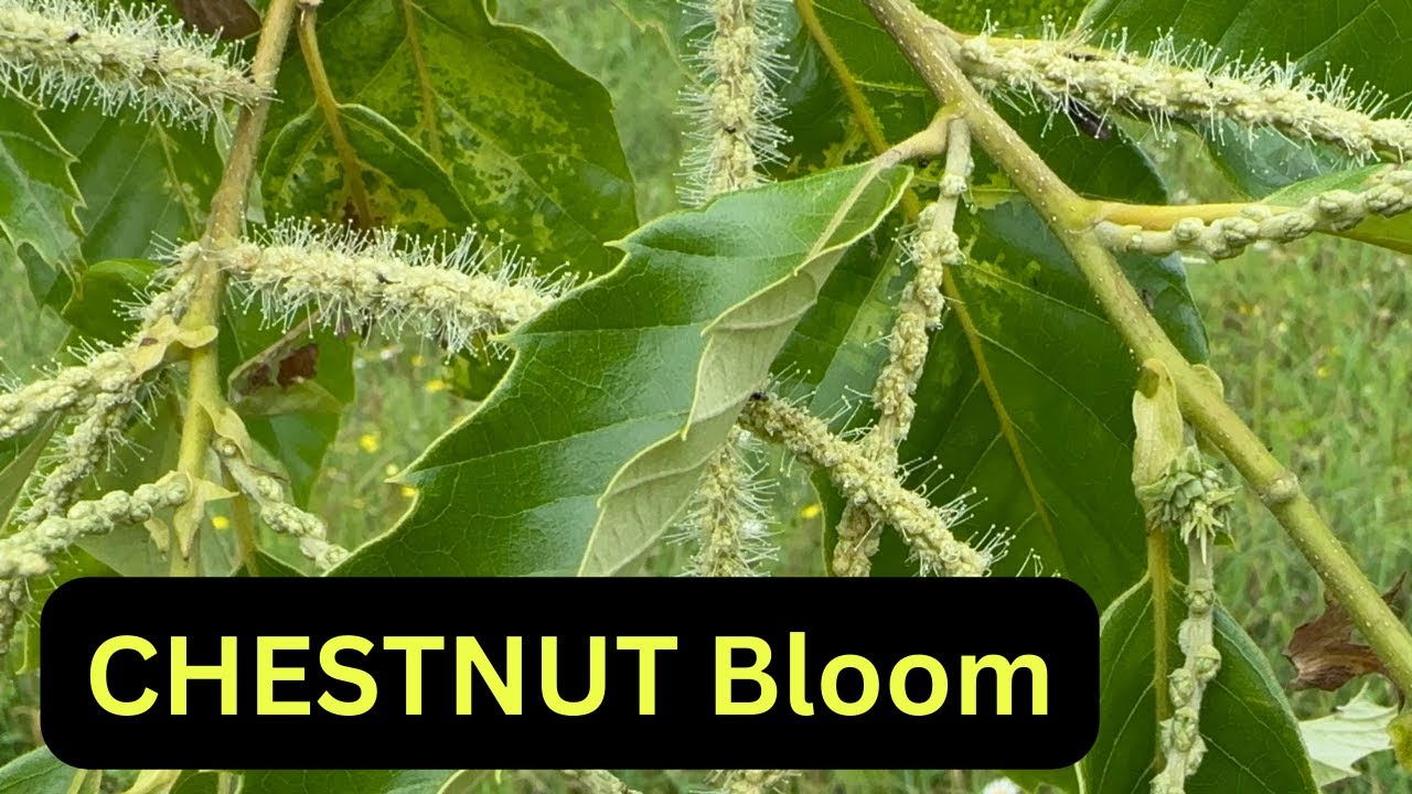 Chestnuts Blooming - Hazelnut Update - Feeding fish - YouTube