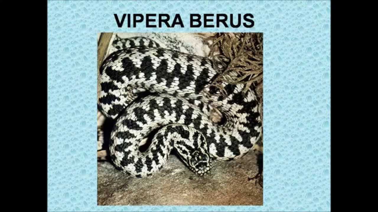 VIPERA BERUS - ΑΝΤΙΜΕΤΩΠΙΣΗ ΟΞΕΩΝ ΚΑΤΑΣΤΑΣΕΩΝ ΜΕ ΟΜΟΙΟΠΑΘΗΤΙΚΗ - YouTube