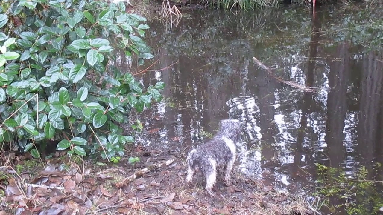 Miniature Schnauzers Flushing out wild ducks... - YouTube