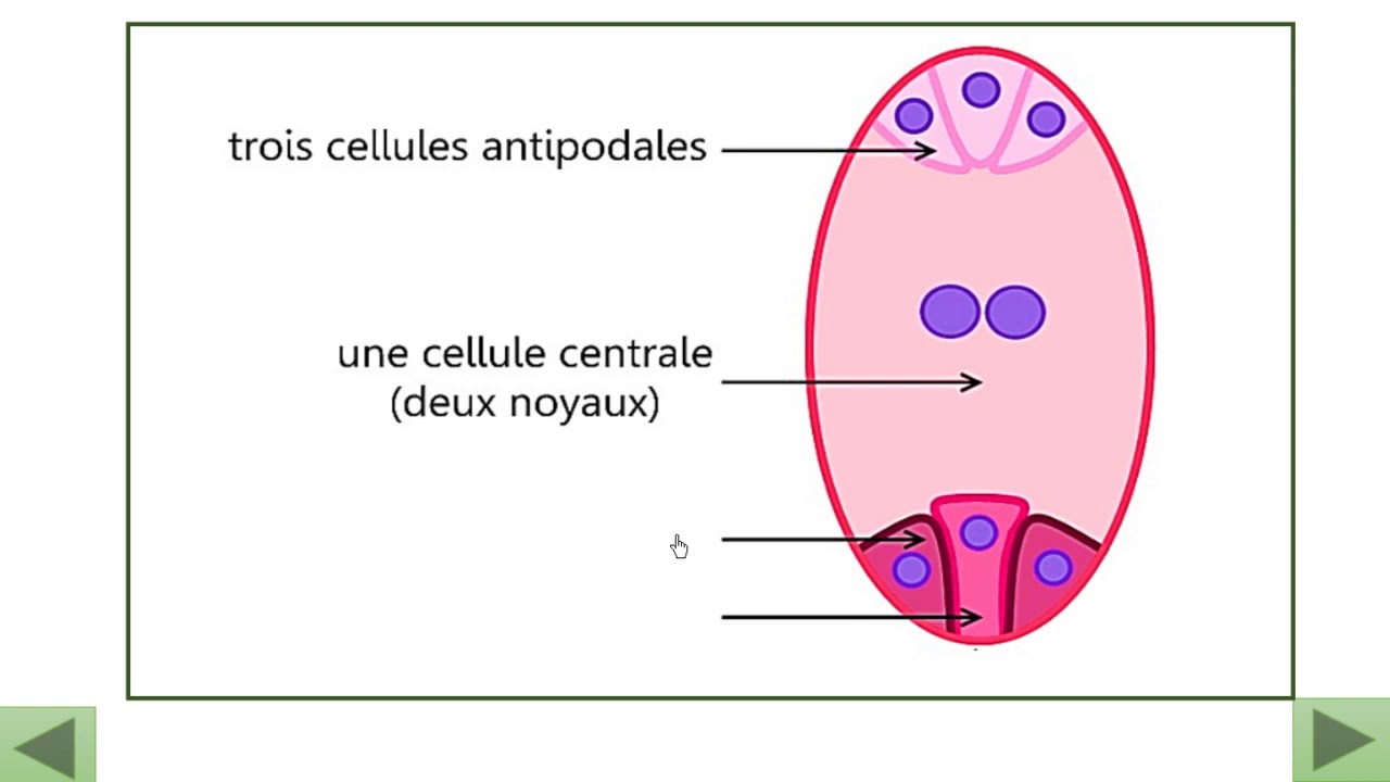 La reproduction sexuée chez les plantes à fleur : la double fécondation ...