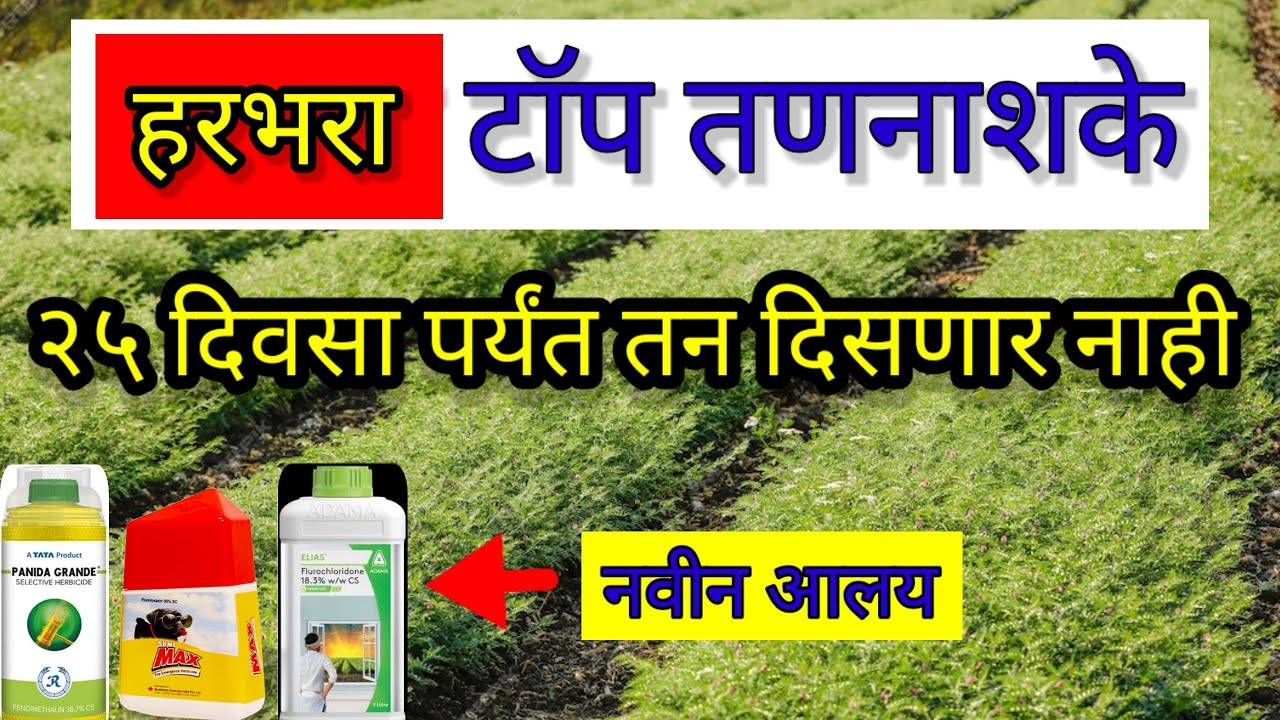 चना/हरभरा तणनाशक माहिती l Harbhara Tannashak Purn mahiti ( चना तणनाशक ...