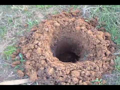 Augering Post and Planting Holes - YouTube