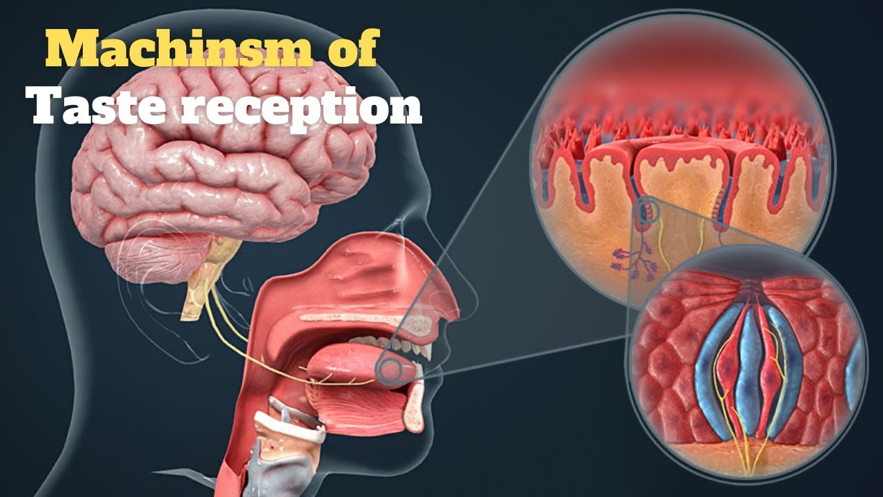 Machinsm of taste reception | What is the machinsm of taste bitter ...