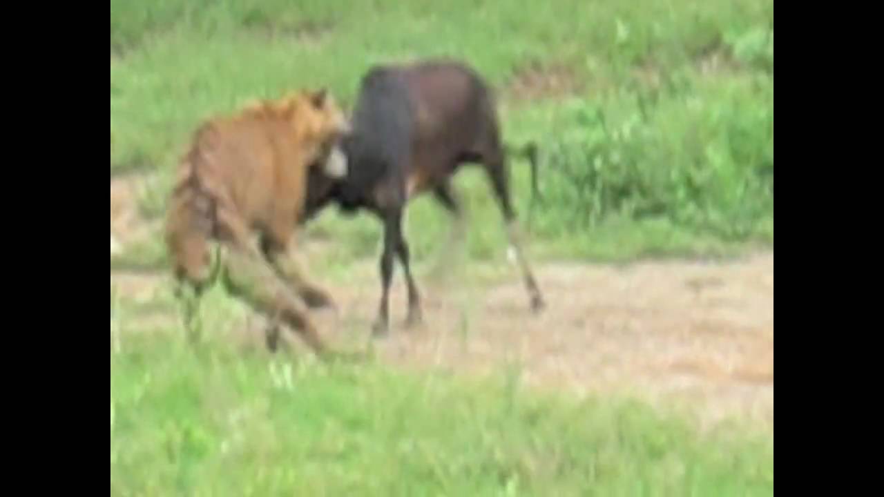 Live feeding - YouTube