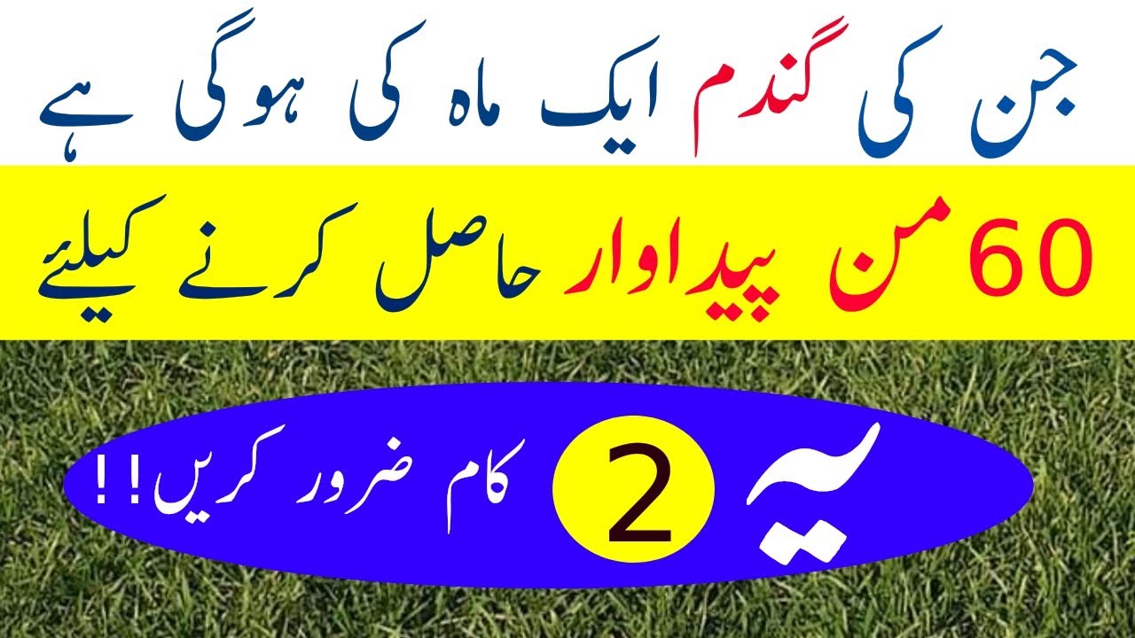 instructions for wheat crop of wheat month to get maximum Yield ||Aamir ...