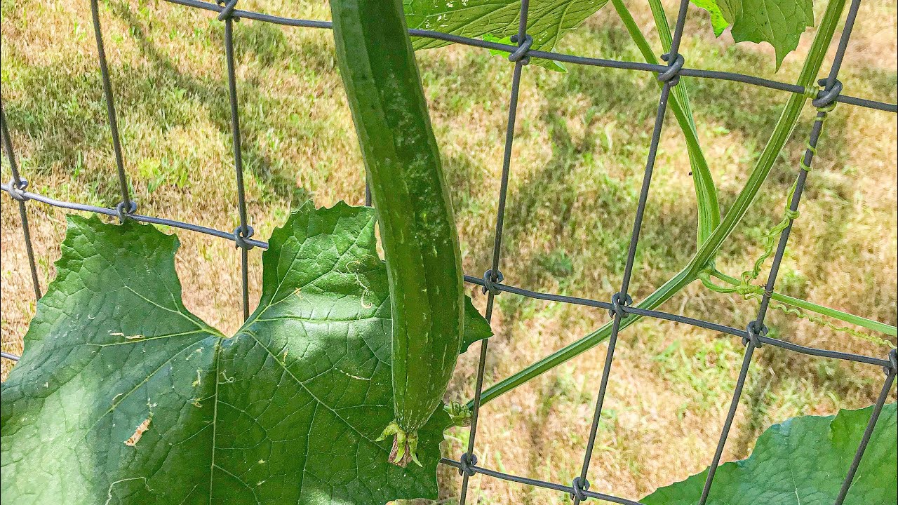 Sprouting & Growing Luffa/Loofah Sponge - YouTube
