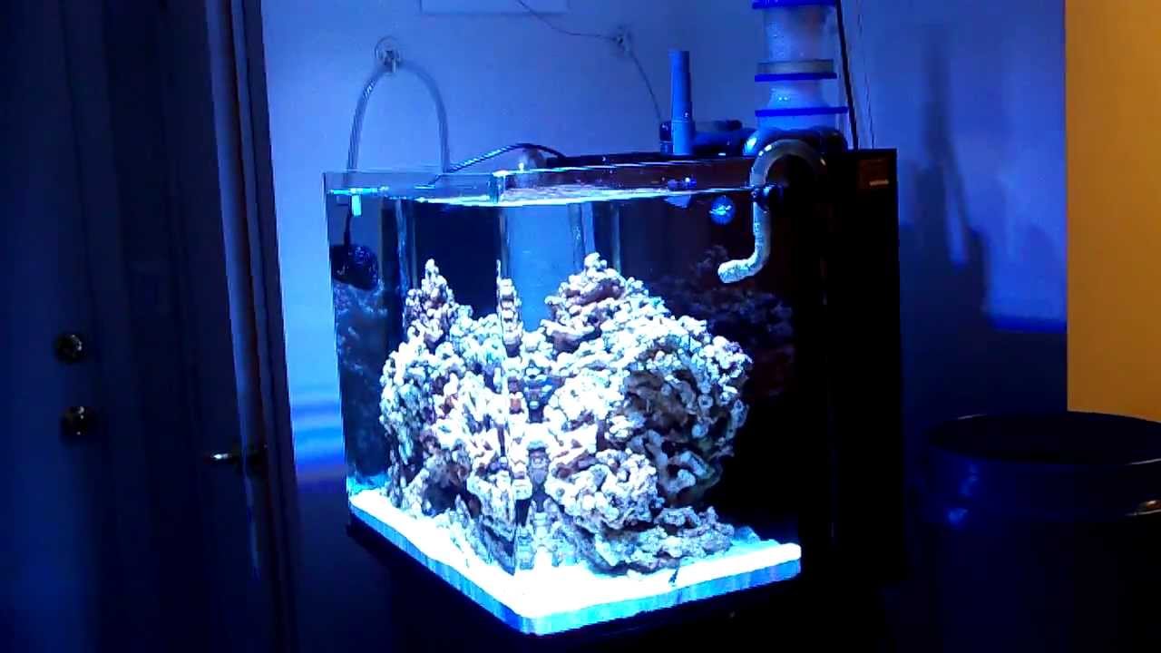 Nuvo 38 Mini Reef Aquarium Episode 2 - YouTube