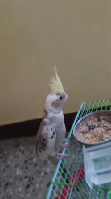 running champ chikoo #birds #vibrantbirds #birdingparadise #cockatiel # ...