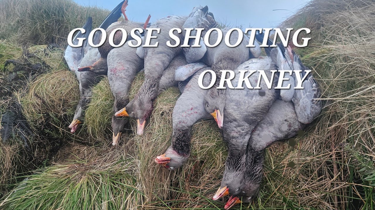 GOOSE SHOOTING ORKNEY JAN 2026 - YouTube