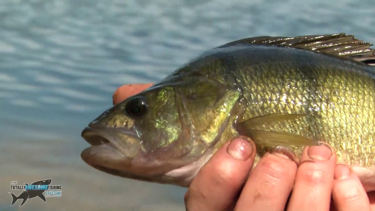 How to set up a Method Feeder - YouTube