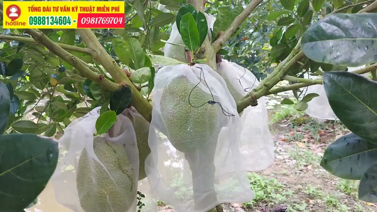 Tưới Xô Max Israel 20kg Cho Giai Đoạn Cây Mít Đang Mang Trái-Thúc Trái ...