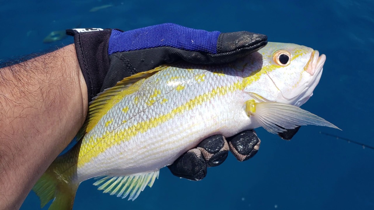 Key west Fishing trip. Catch and cook Yellow Tail Snapper Tacos. - YouTube