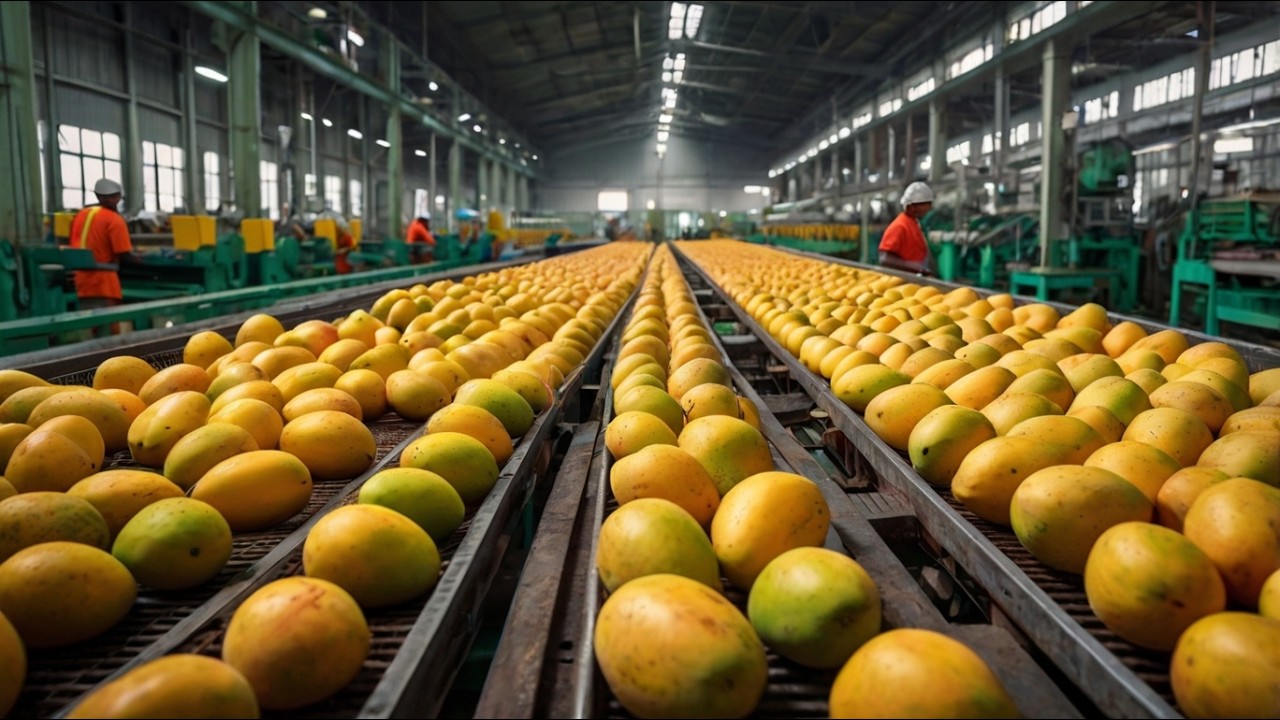 How Australia Harvests Millions of Mangoes - A Look Inside the Advanced ...